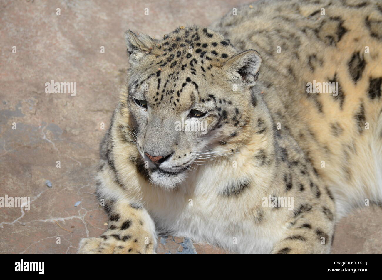 Leopard stretching hi-res stock photography and images - Alamy