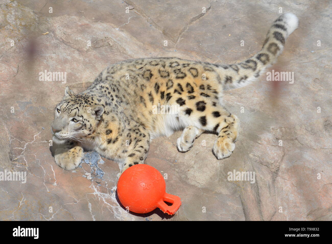 Leopard stretching hi-res stock photography and images - Alamy