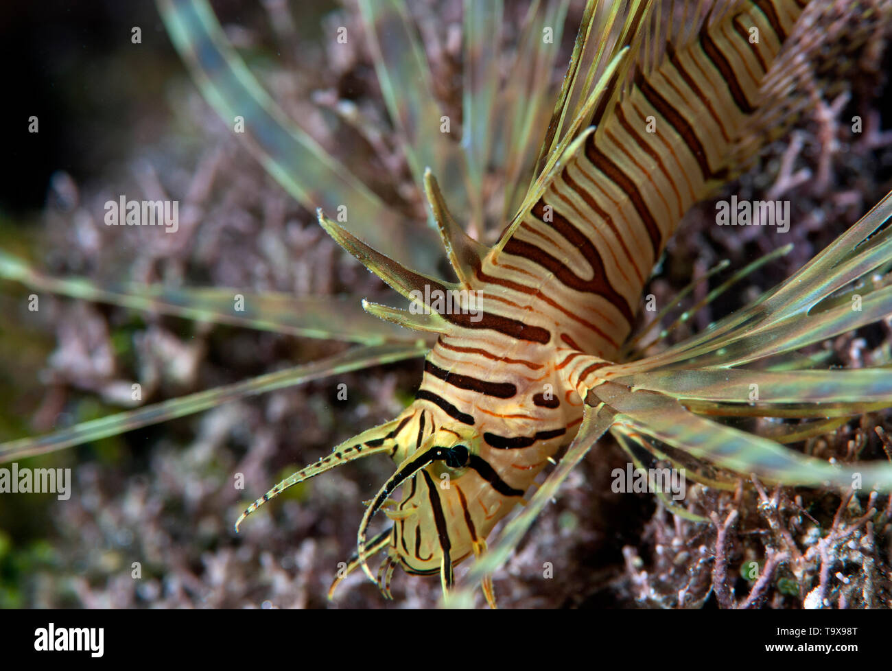 Fagaalu hi-res stock photography and images - Alamy