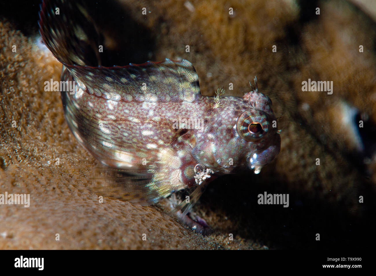Jewelled blenny, Salarias fasciatus, Fagaalu Bay, Pago Pago, Tutuila ...
