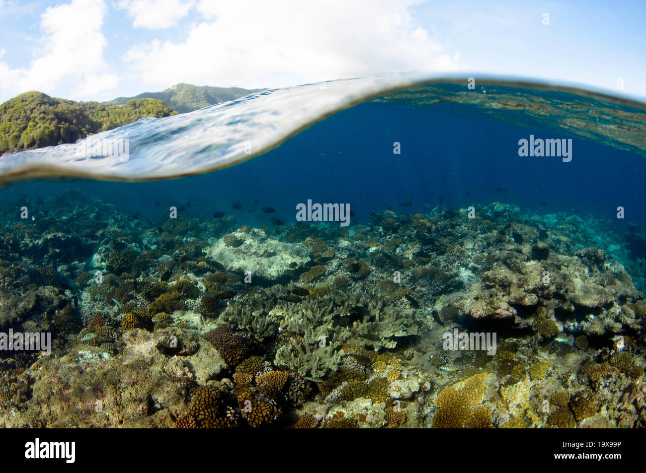 Shallow coral reef with several Acropora species, Fagaalu Bay, Pago ...