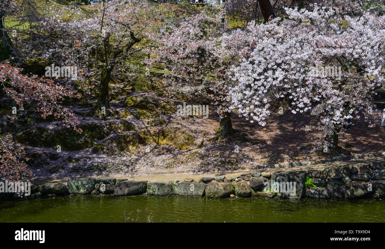 Cherry trees and flowers in Nara Park, Japan. Nara is a very popular ...