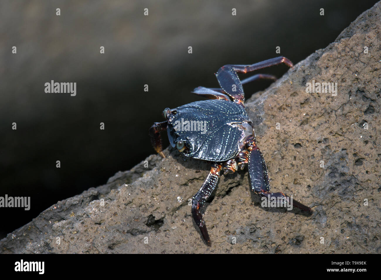 Thin shelled rock crab or aama, Grapsus tenuicrustatus, Waimea Bay ...