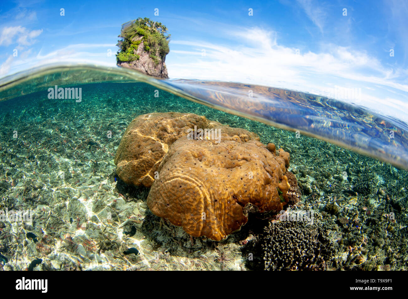 Shallow coral head at Fatu or Flower Pot Rock, Pago Pago, Tutuila ...