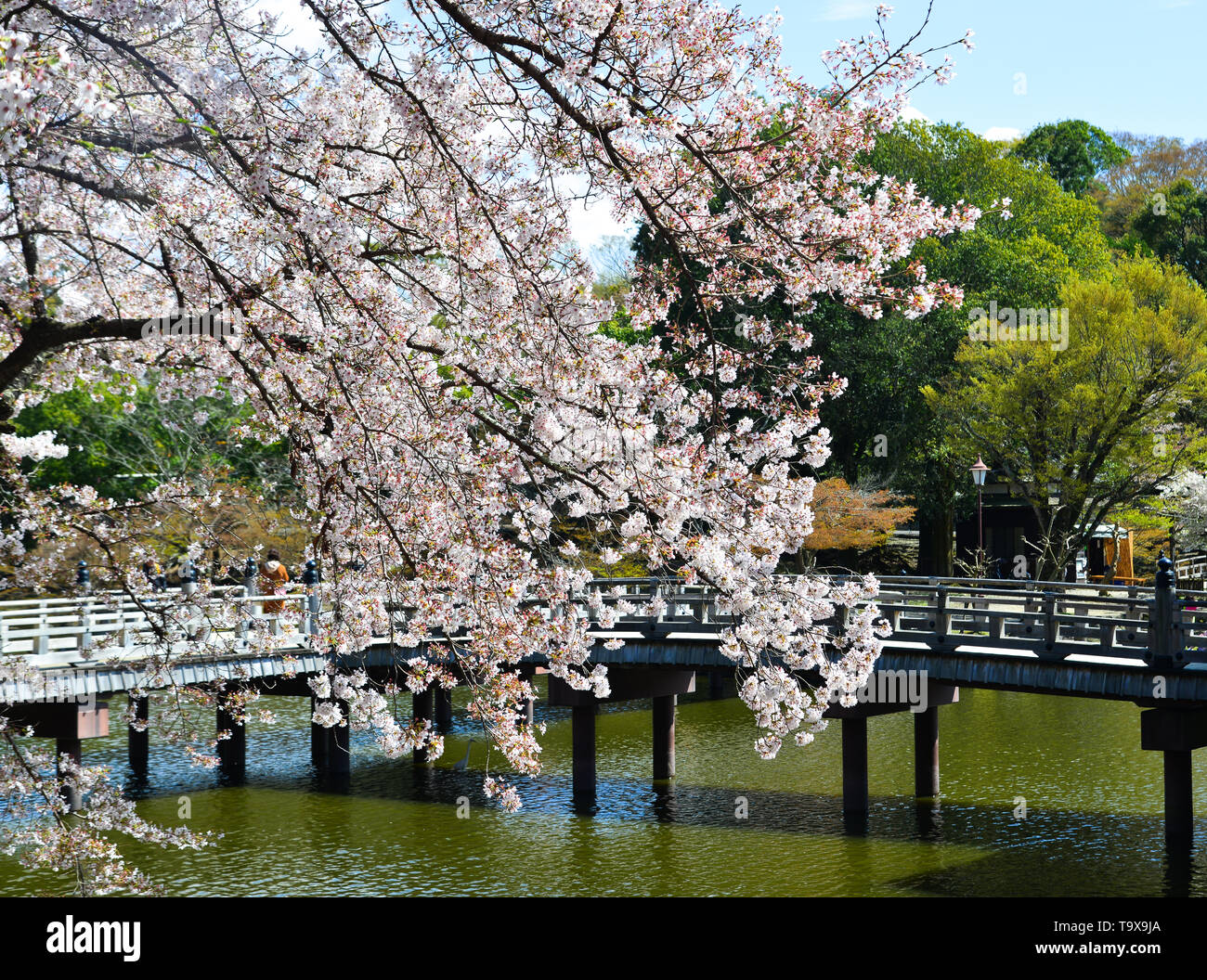Cherry trees and flowers in Nara Park, Japan. Nara is a very popular ...