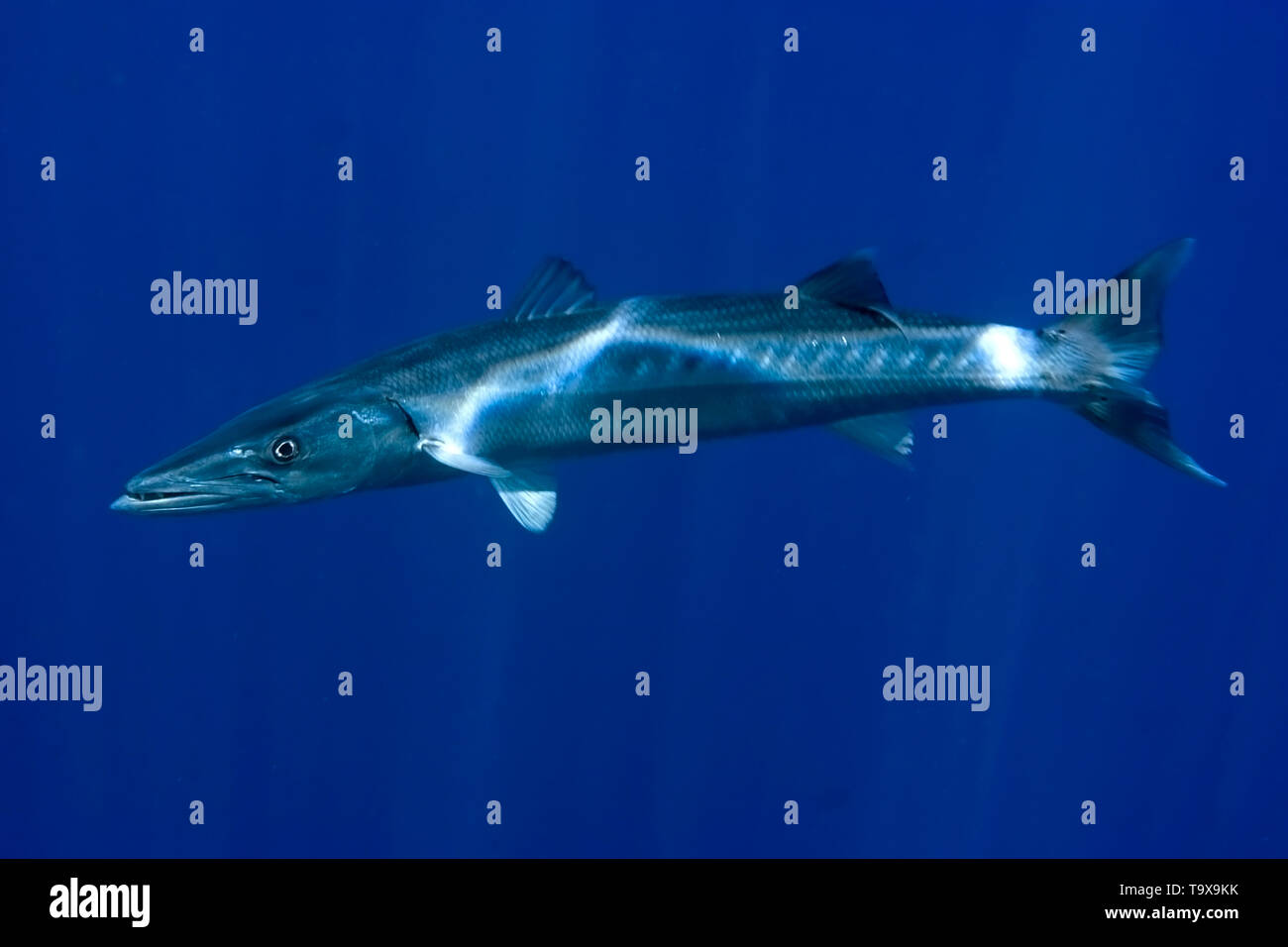 Great barracuda, Sphyraena barracuda, St. Peter and St. Paul's rocks ...