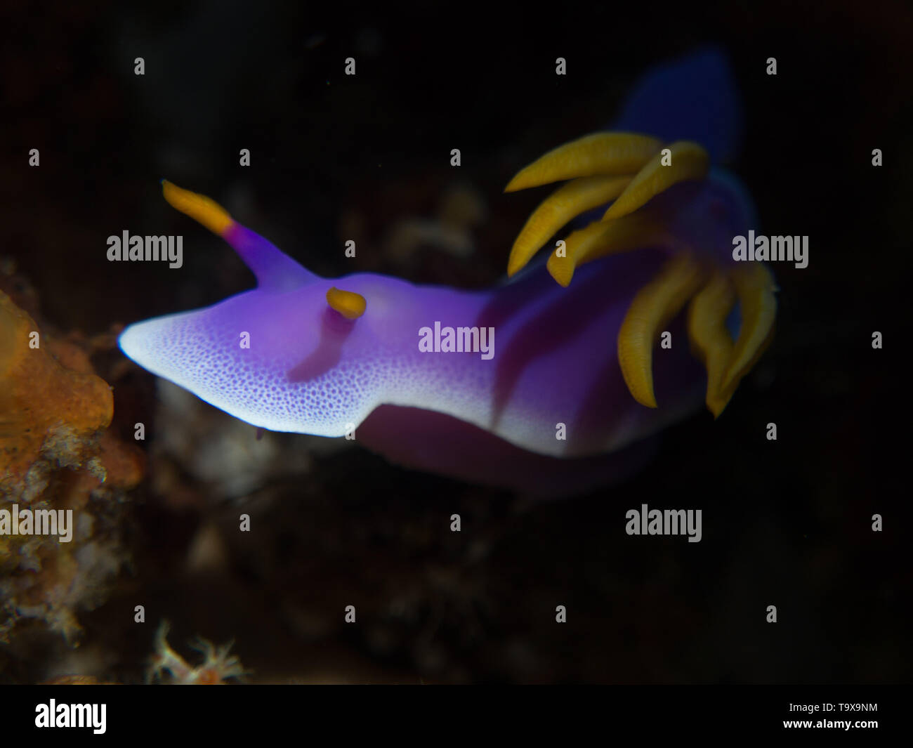 Hypselodoris apolegma Nudibranch sea slug on a muck dive in Bunaken ...