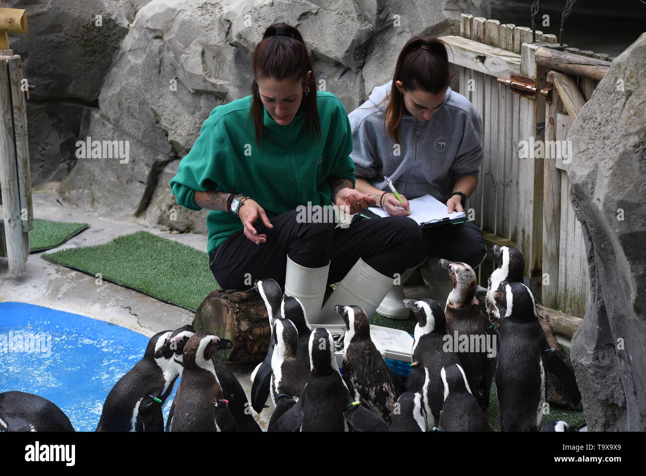 Zoo keepers feed penguins hi-res stock photography and images - Alamy