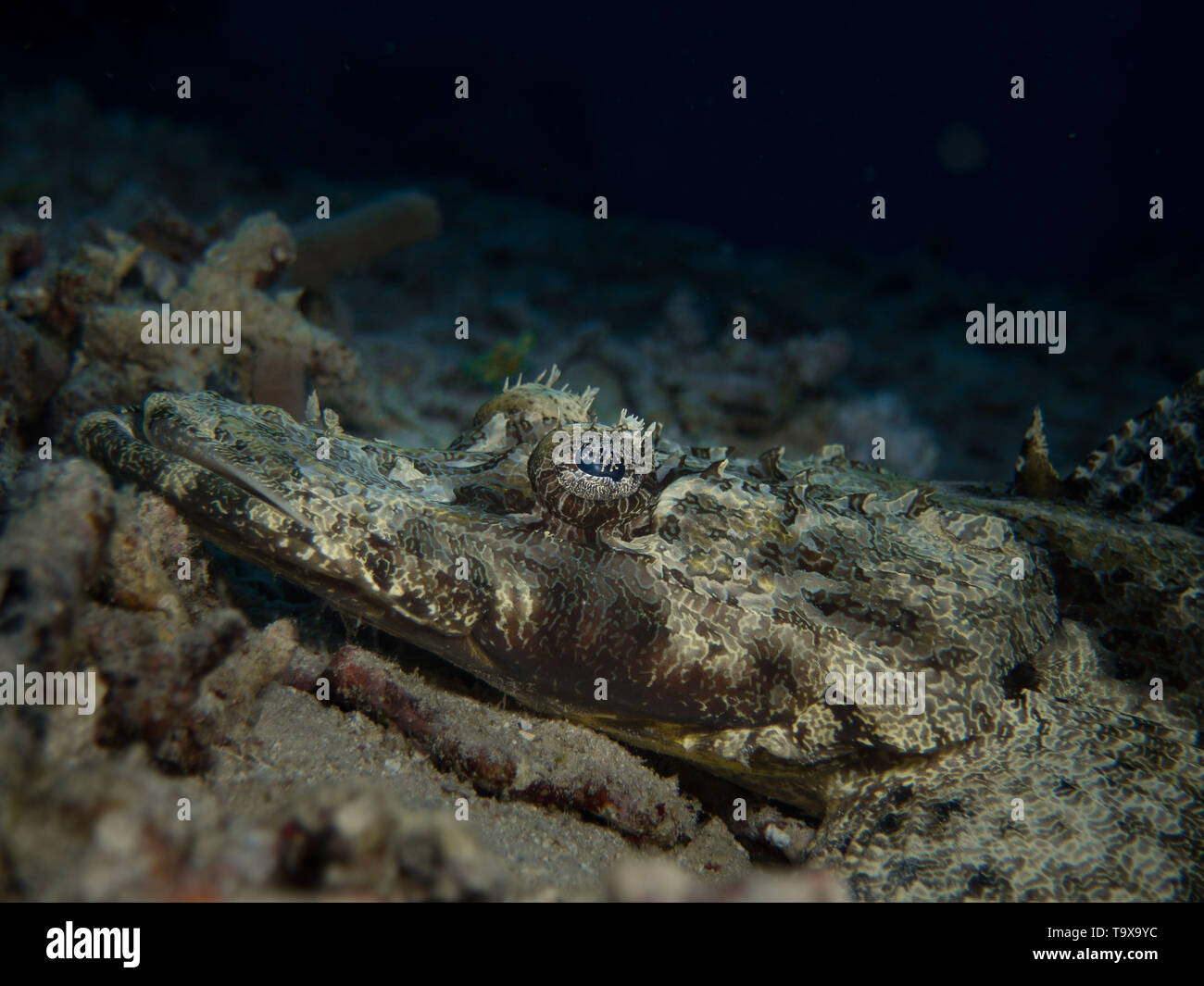 Deep sea flathead hi-res stock photography and images - Alamy