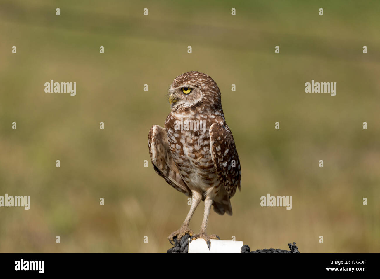 Adult Burrowing owl Athene cunicularia perched outside its burrow on ...