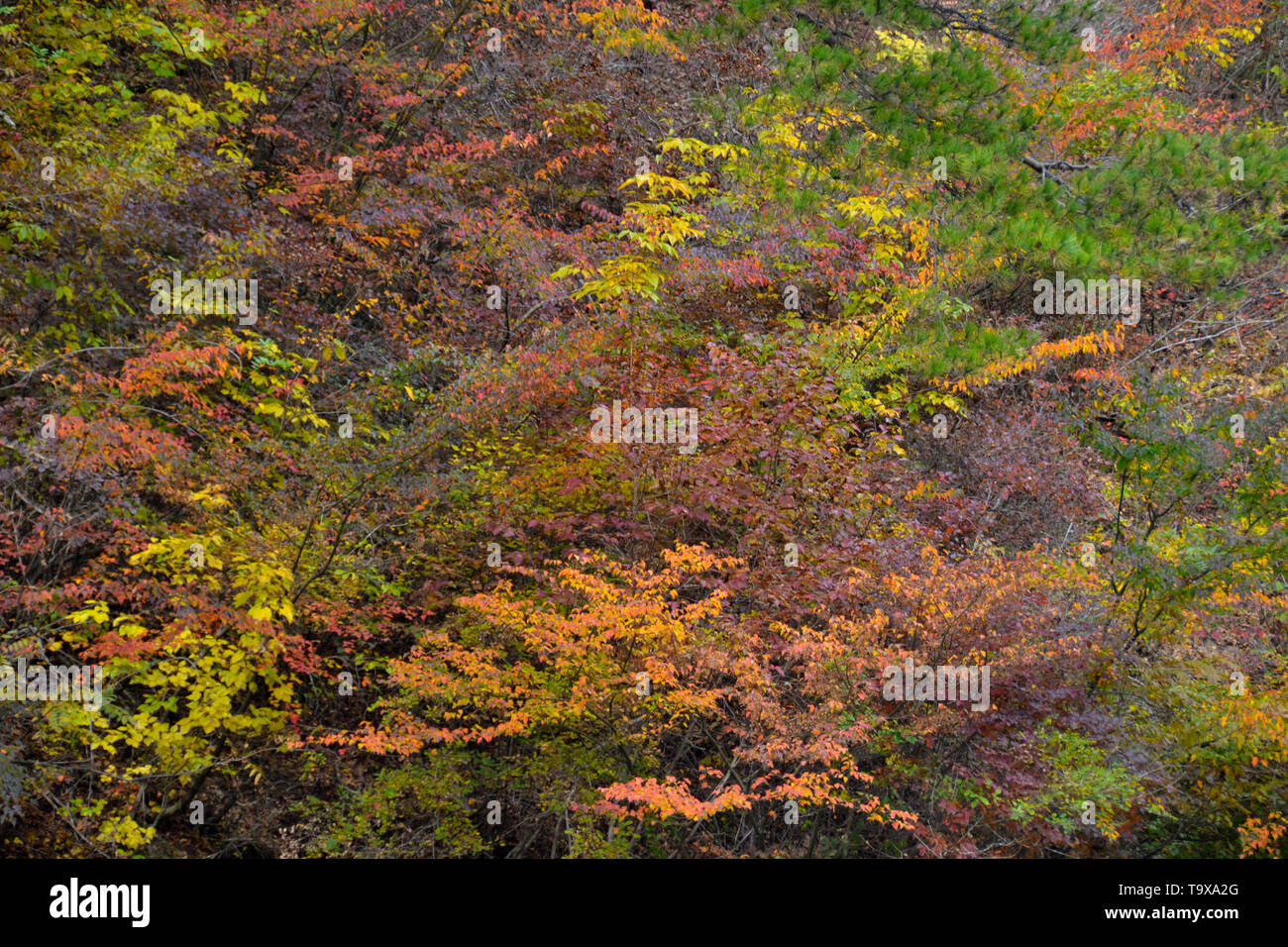 Fall colors around Shosenkyo Gorge, Japan Stock Photo - Alamy
