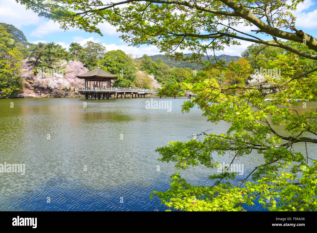 Sagi-ike Pond with the Ukimido Gazebo during cherry blossom in Nara ...