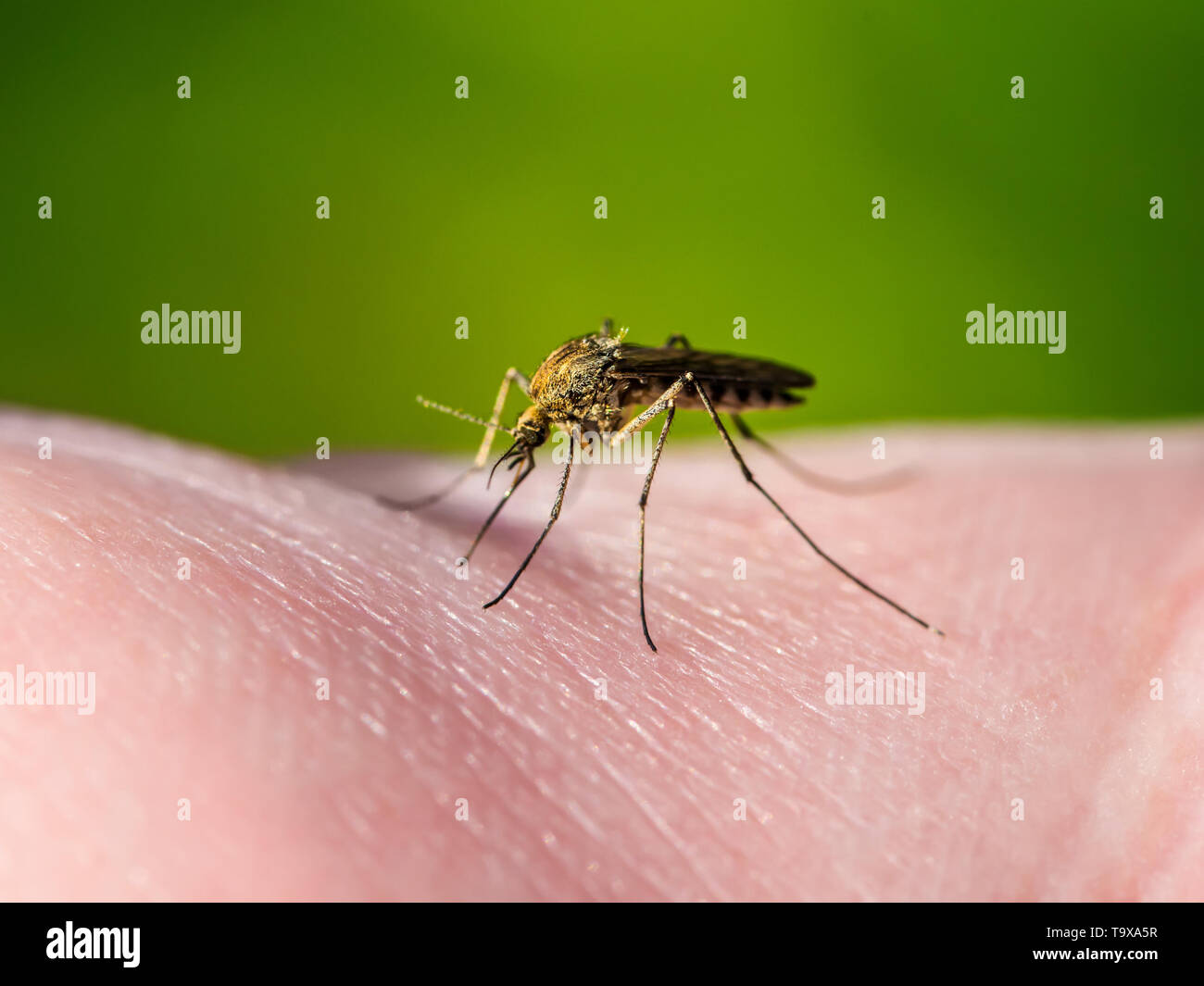Yellow Fever, Malaria or Zika Virus Infected Mosquito Insect Macro on ...