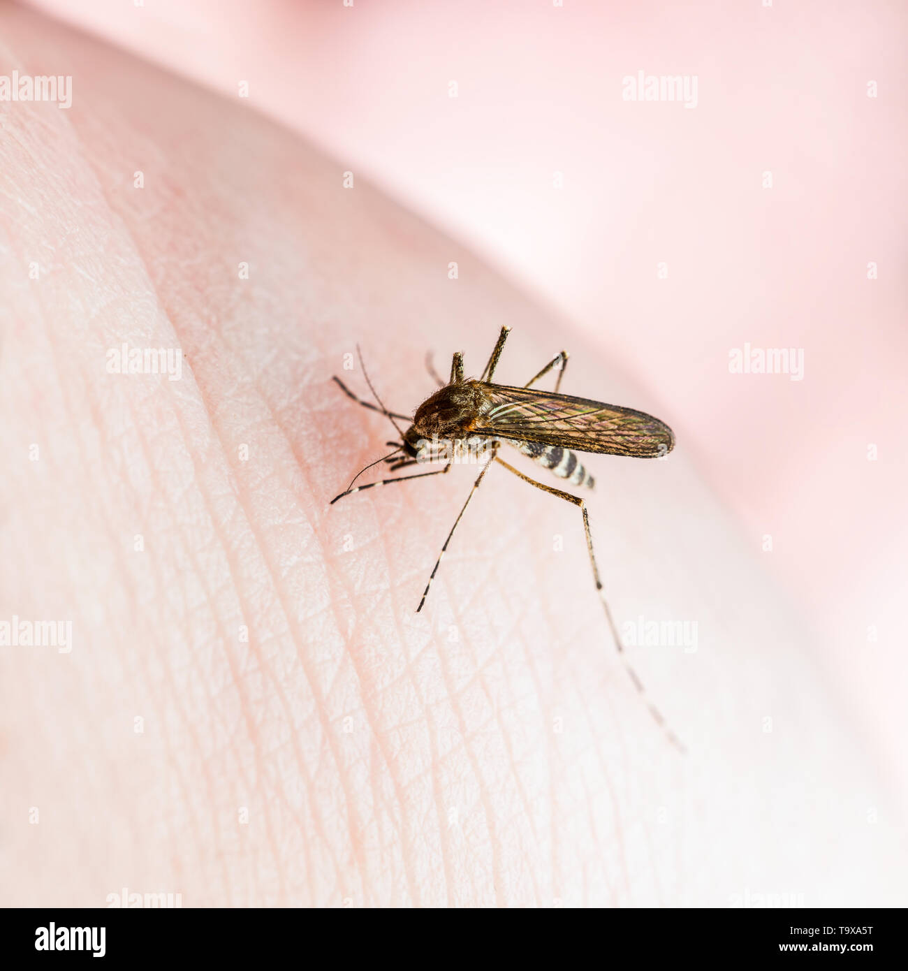 Yellow Fever, Malaria or Zika Virus Infected Mosquito Insect Macro ...