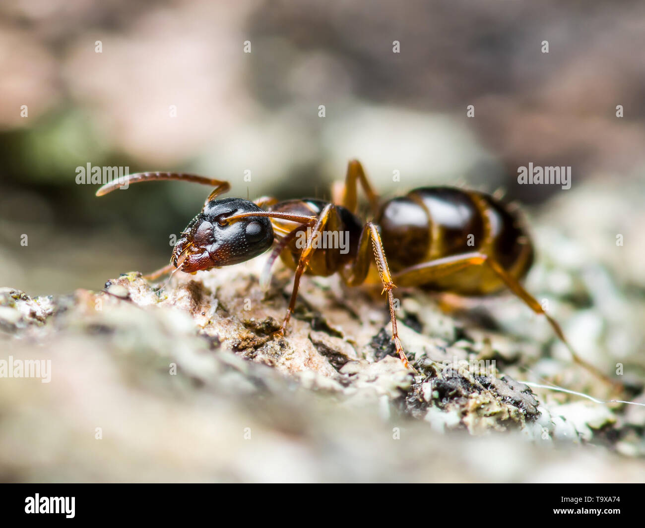 Insect up close hi-res stock photography and images - Alamy