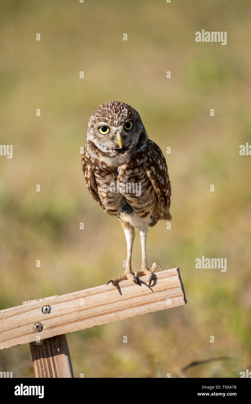 Adult Burrowing owl Athene cunicularia perched outside its burrow on ...