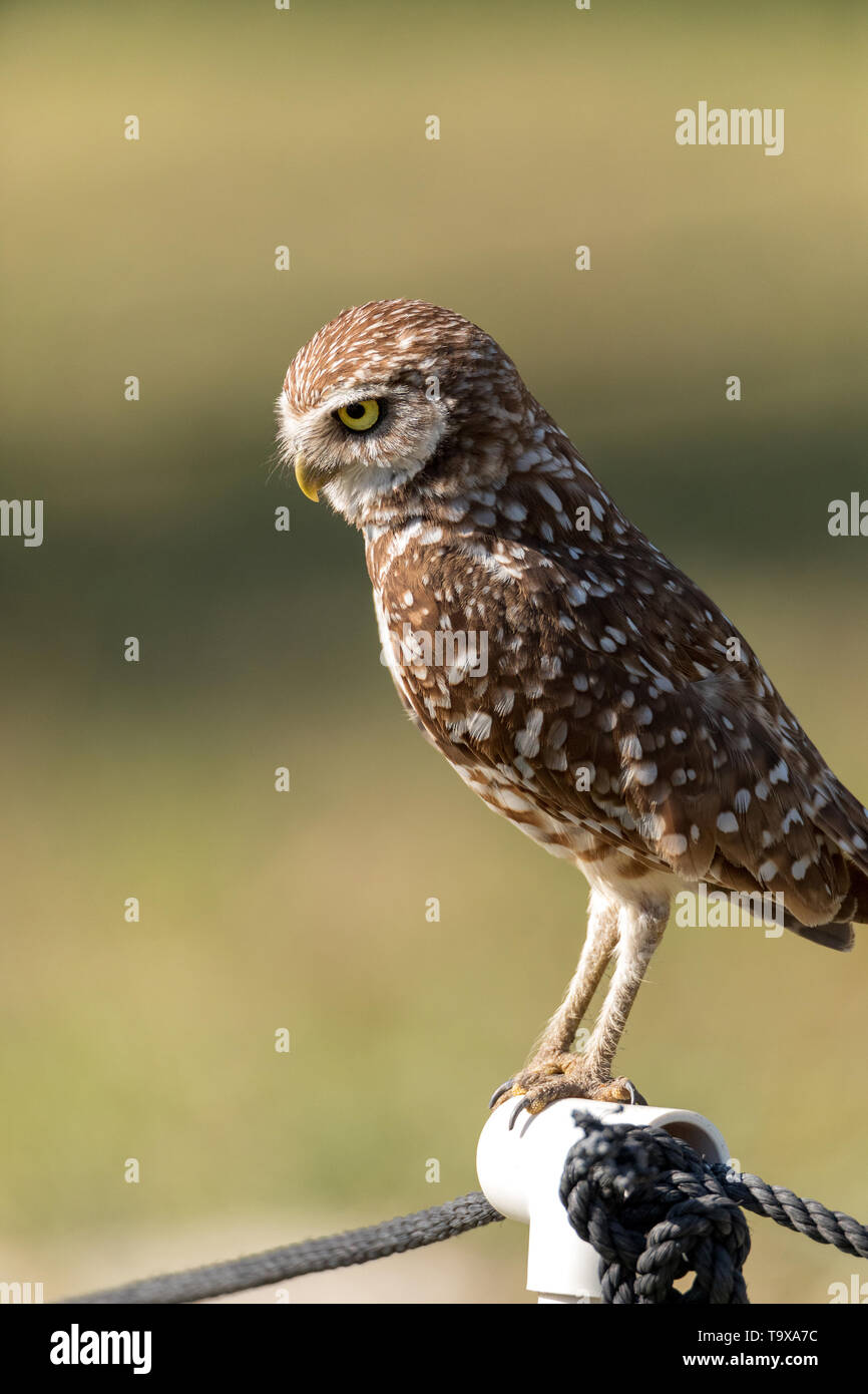 Adult Burrowing owl Athene cunicularia perched outside its burrow on ...