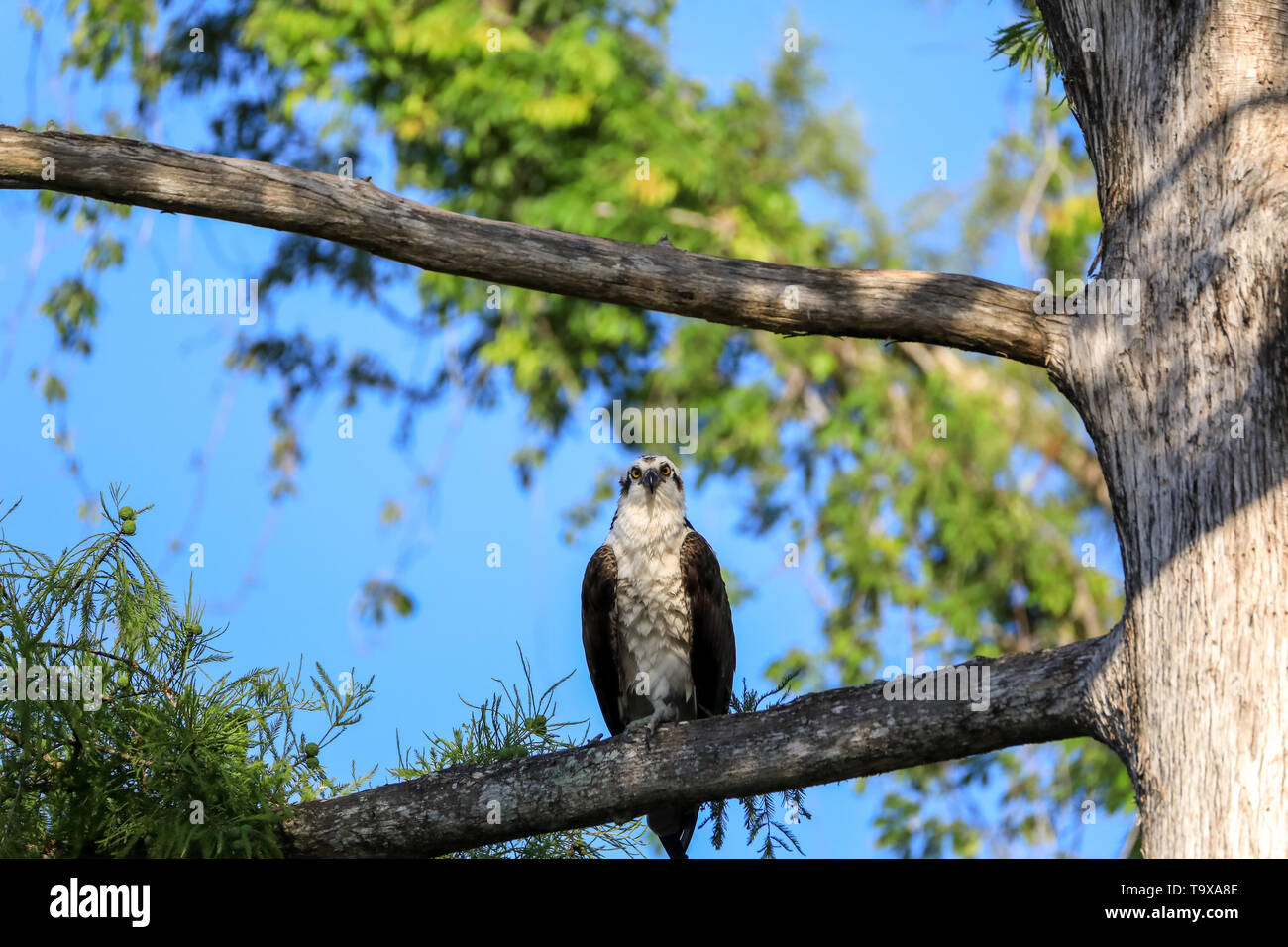 Osprey bird of prey Pandion haliaetus perches on a tree at Clam pass in ...