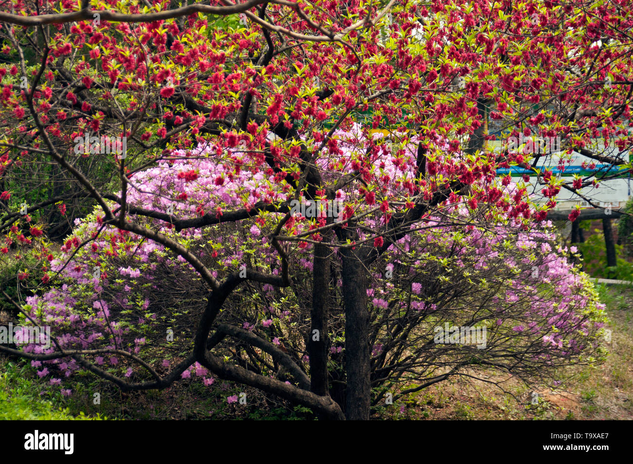 Flowering trees in spring, Seoul, South Korea Stock Photo - Alamy