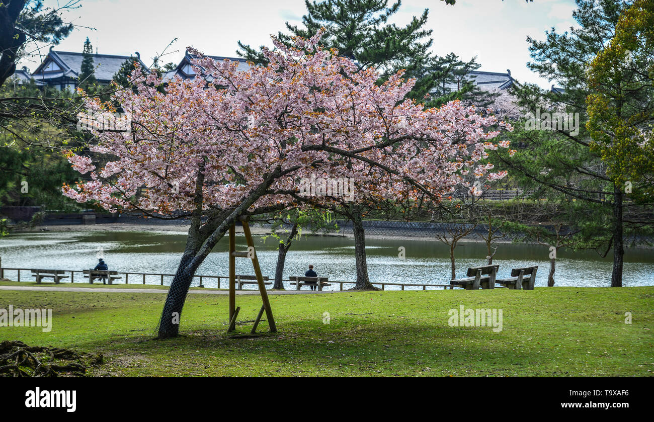 Cherry trees and flowers in Nara Park, Japan. Nara is a very popular ...