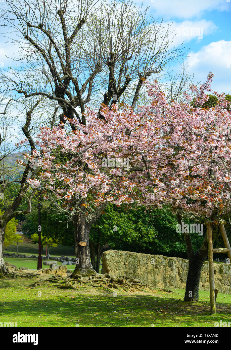 Cherry trees and flowers in Nara Park, Japan. Nara is a very popular ...