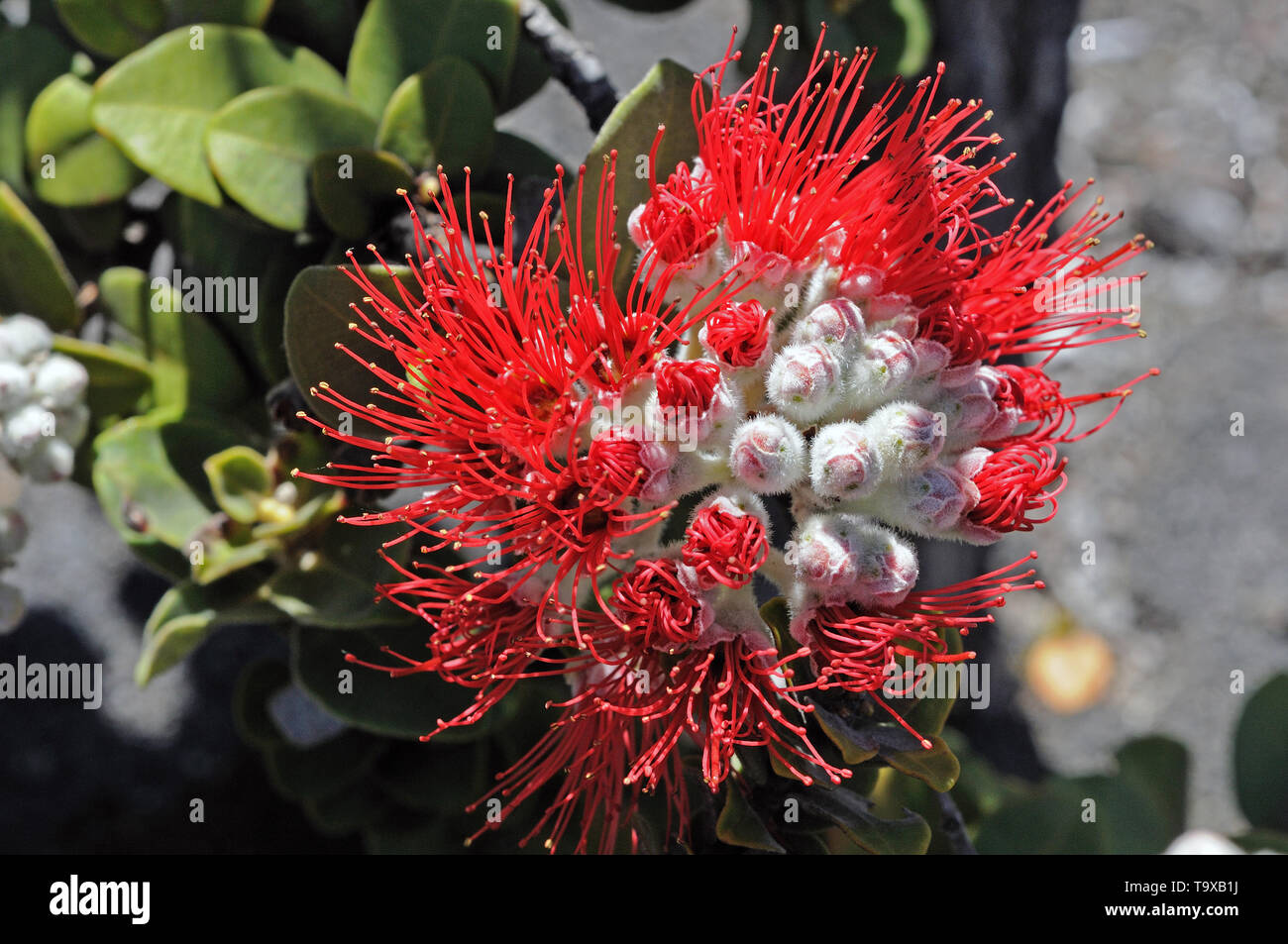 Hawaiian Flower in the Kilauea Iki Crater Stock Photo - Alamy