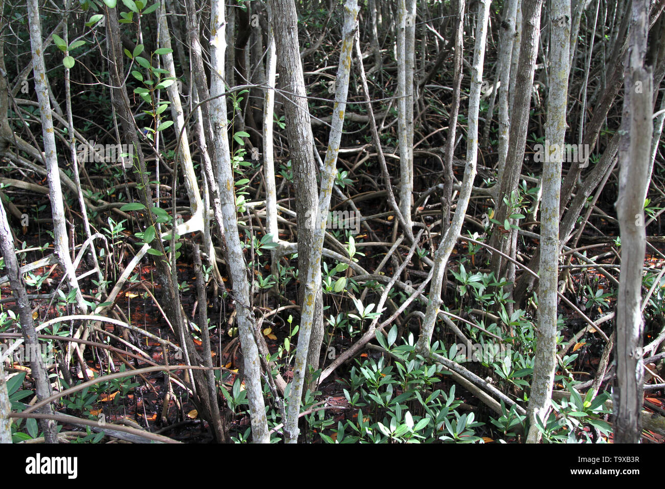 Trees growing in a swamp Stock Photo - Alamy