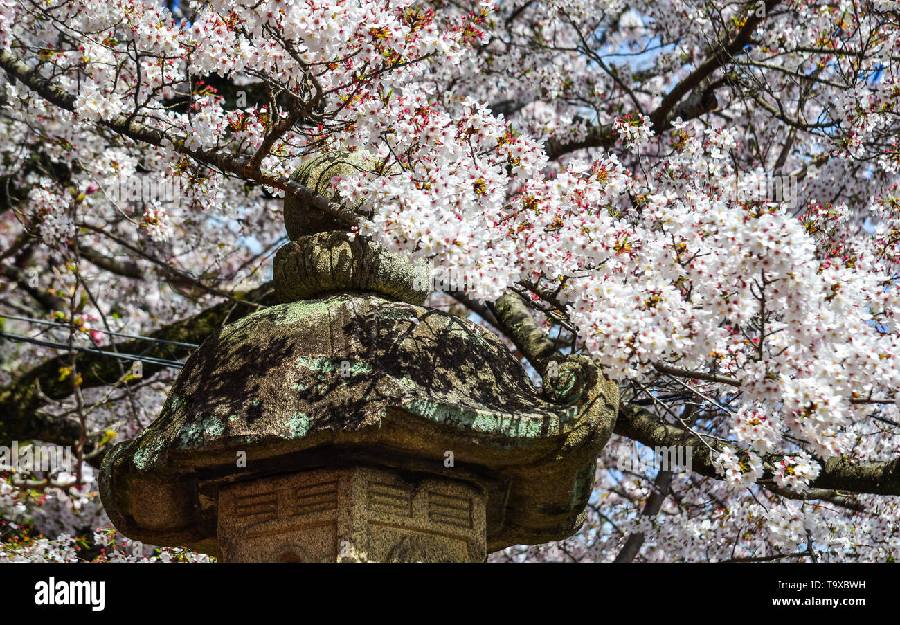 Cherry trees and flowers in Nara Park, Japan. Nara is a very popular ...