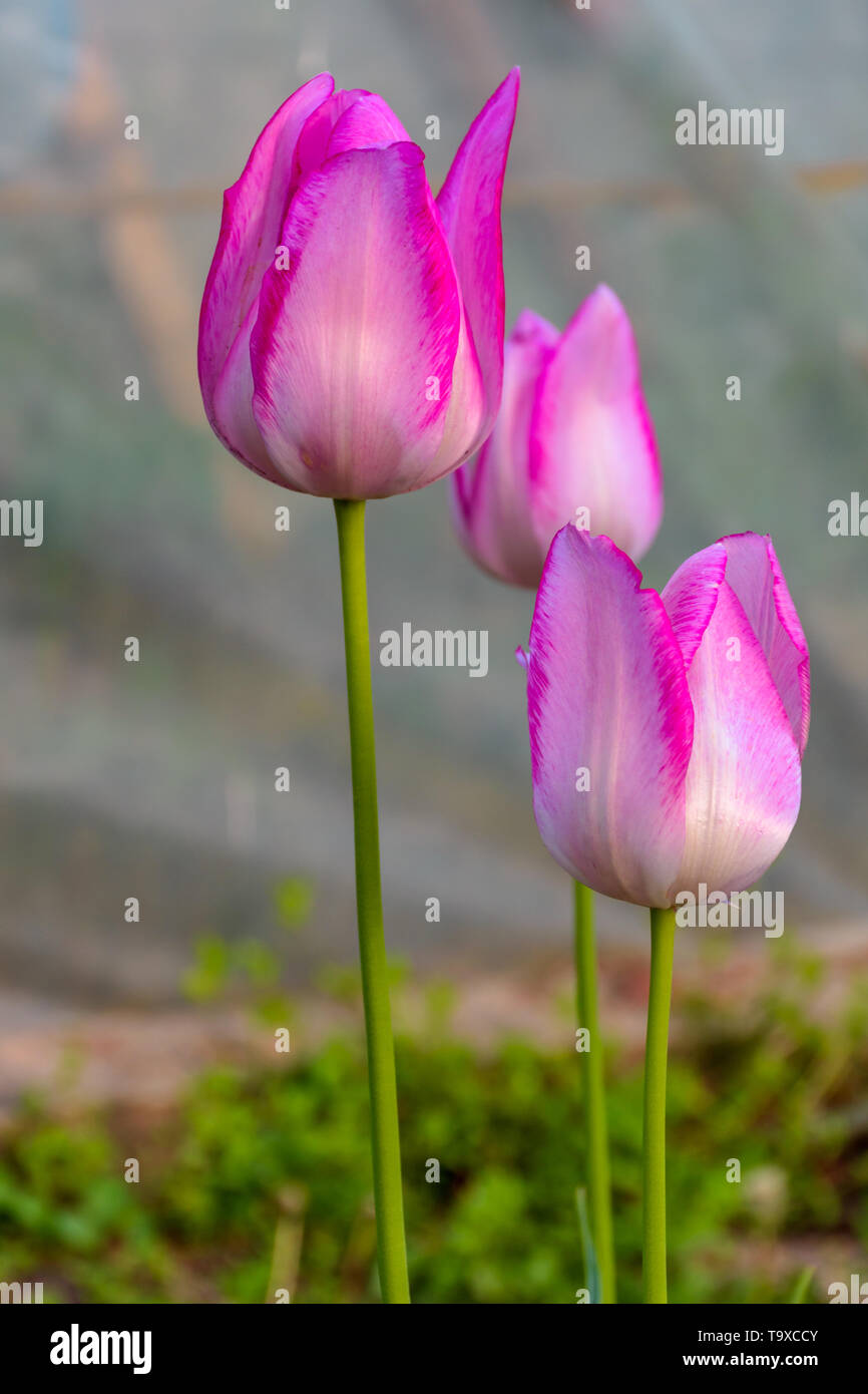 Three tulips hi-res stock photography and images - Alamy