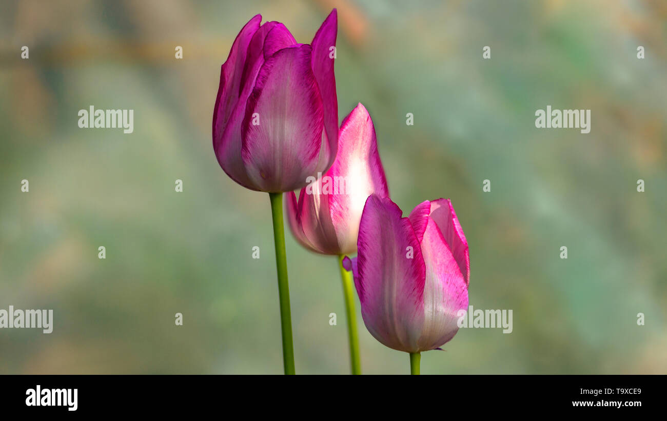 Three violet flowers hi-res stock photography and images - Alamy