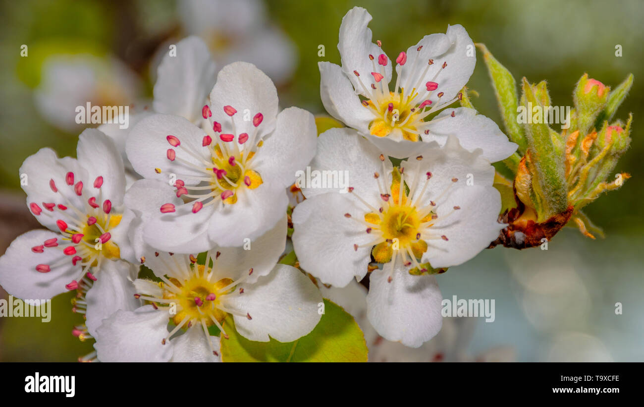 The bloom of a pear tree Stock Photo - Alamy