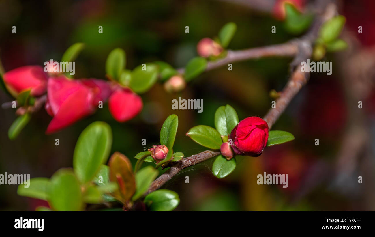 Japanese quince bud Stock Photo - Alamy