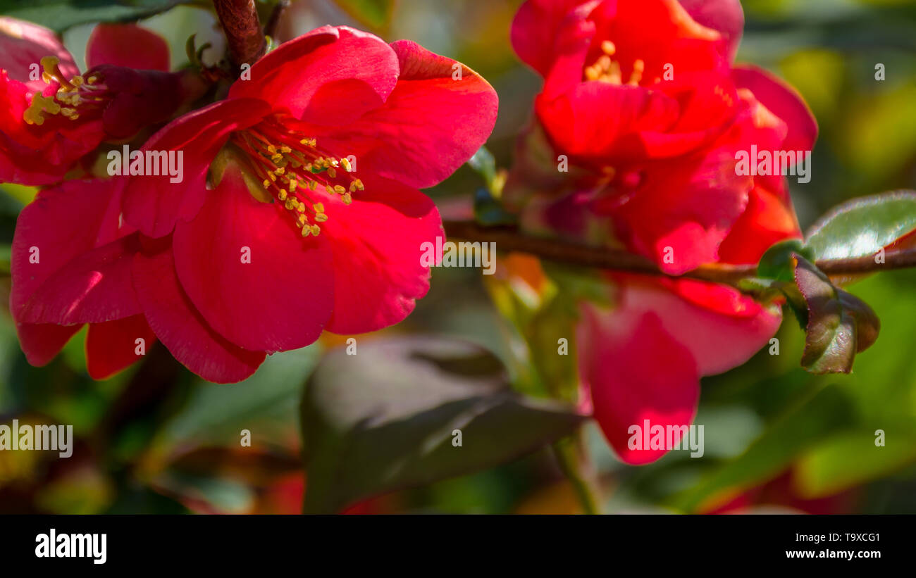 Cydonia Japonica High Resolution Stock Photography and Images - Alamy