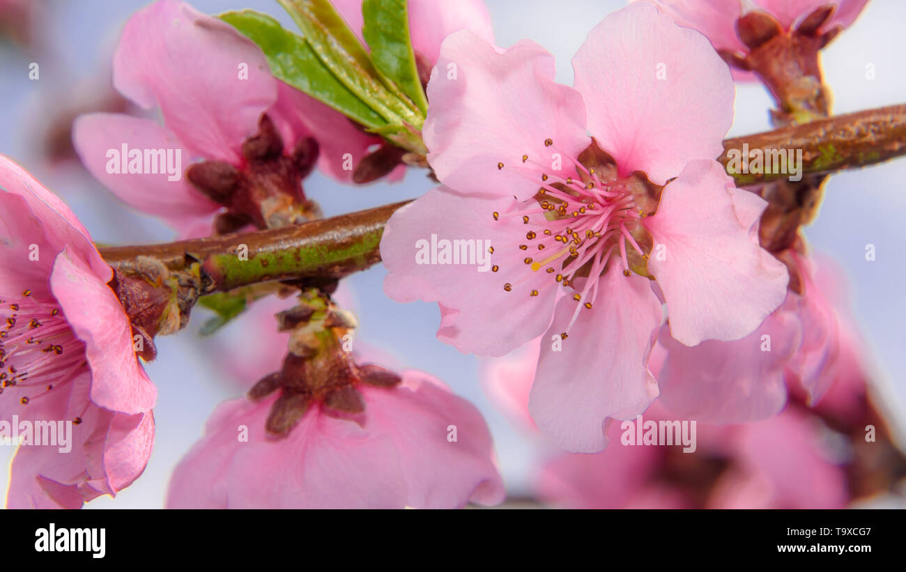 Spring peach tree hi-res stock photography and images - Alamy