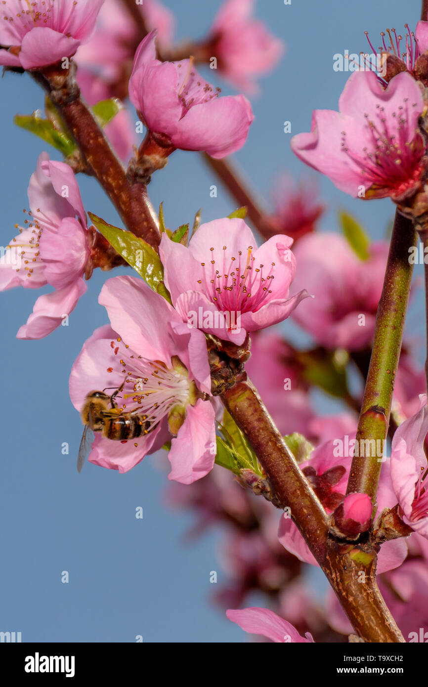 Peach flower bee hi-res stock photography and images - Alamy