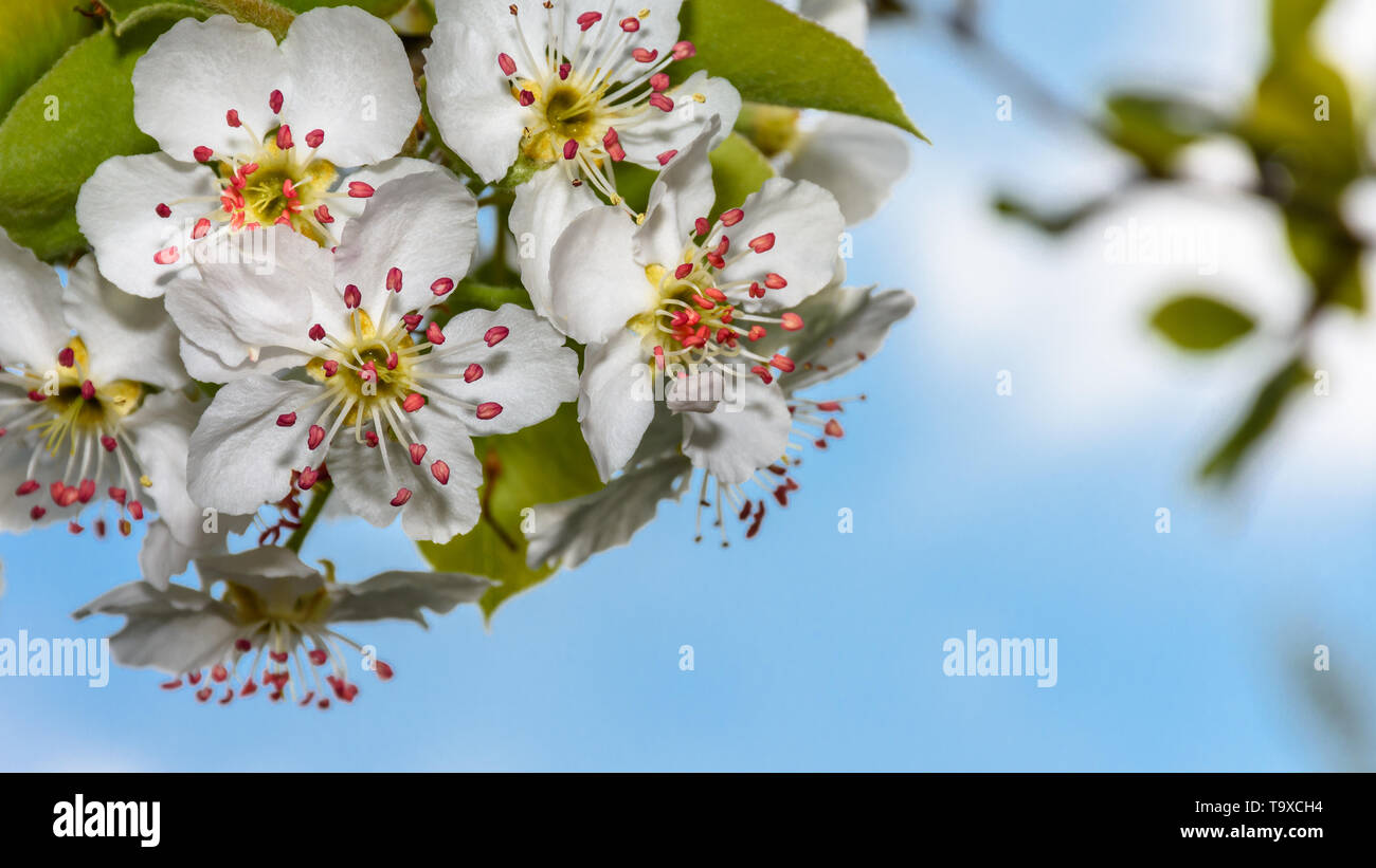 Pear tree in blossom Stock Photo - Alamy