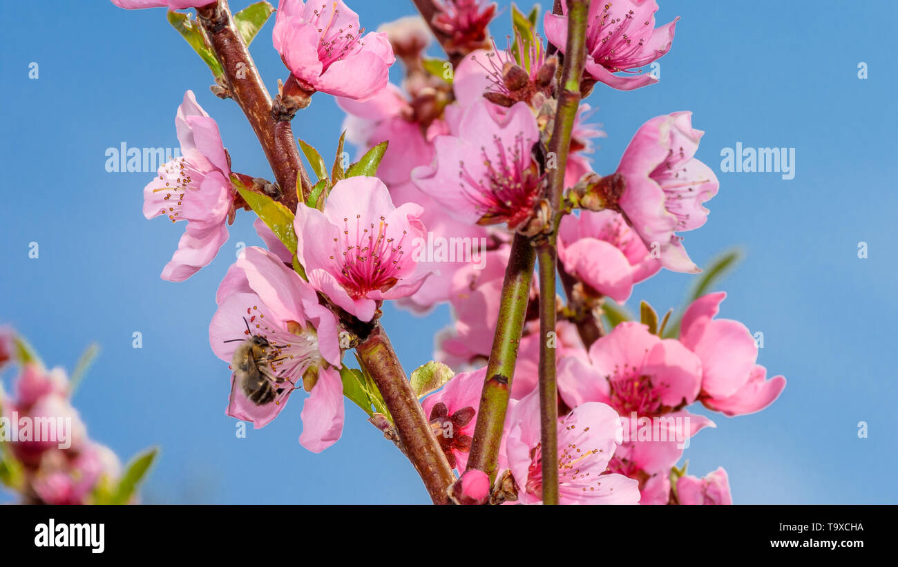 Peach flower bee hi-res stock photography and images - Alamy