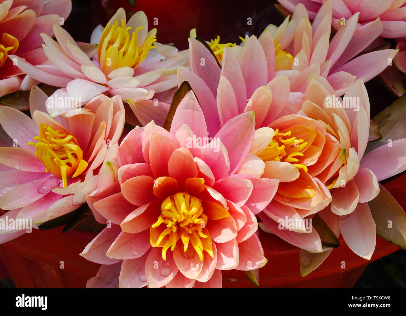 Waterlily flowers for sale at the Buddhist Pagoda in Mandalay, Myanmar ...