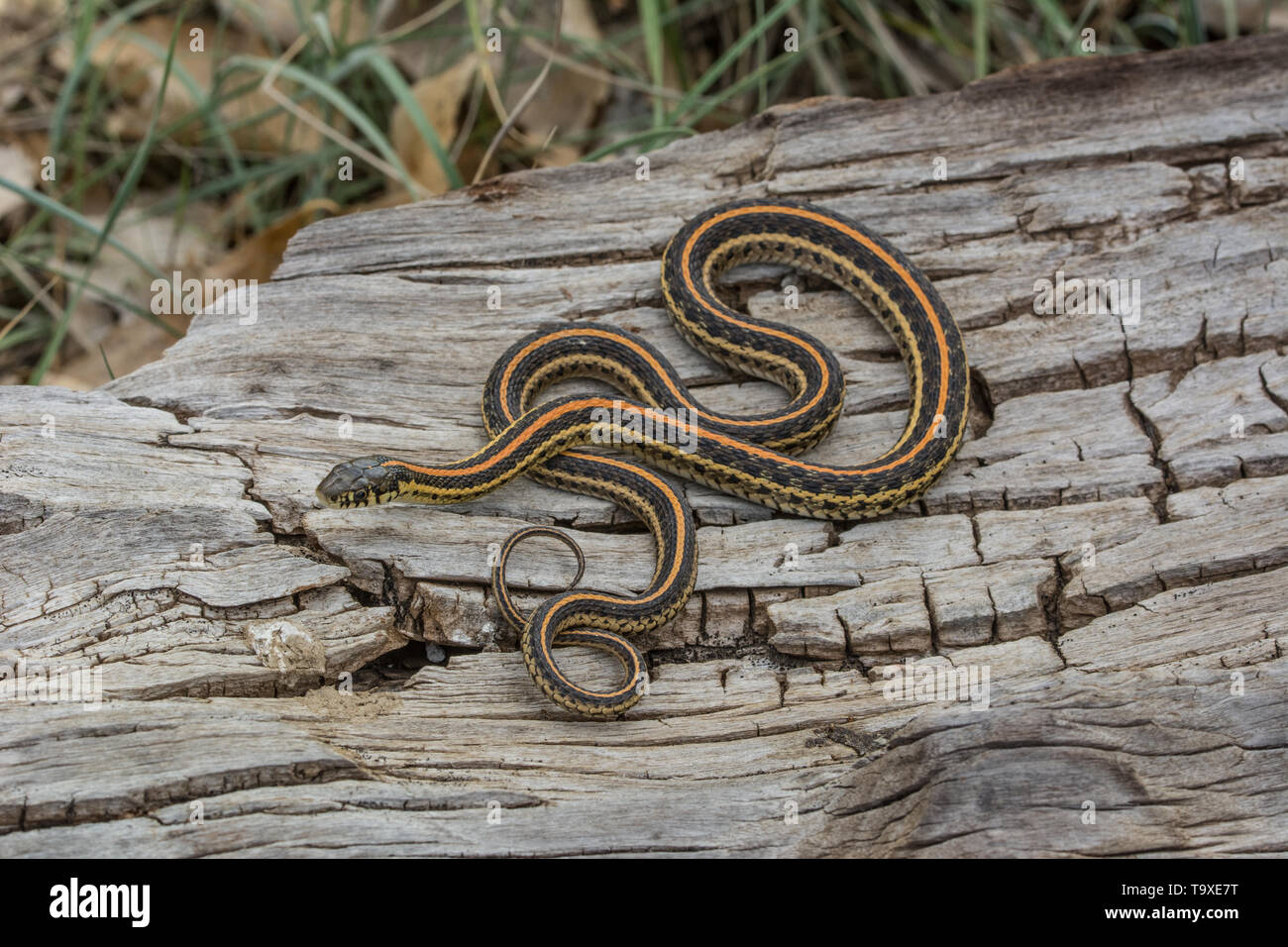 Plains gartersnake hi-res stock photography and images - Alamy