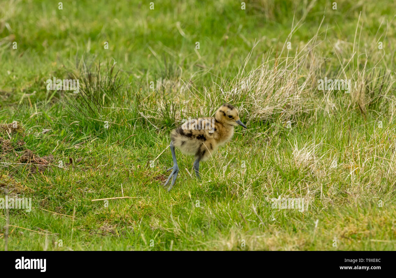 Curlew chick, Scientific name: Numenius arquata) newly hatched curlew ...