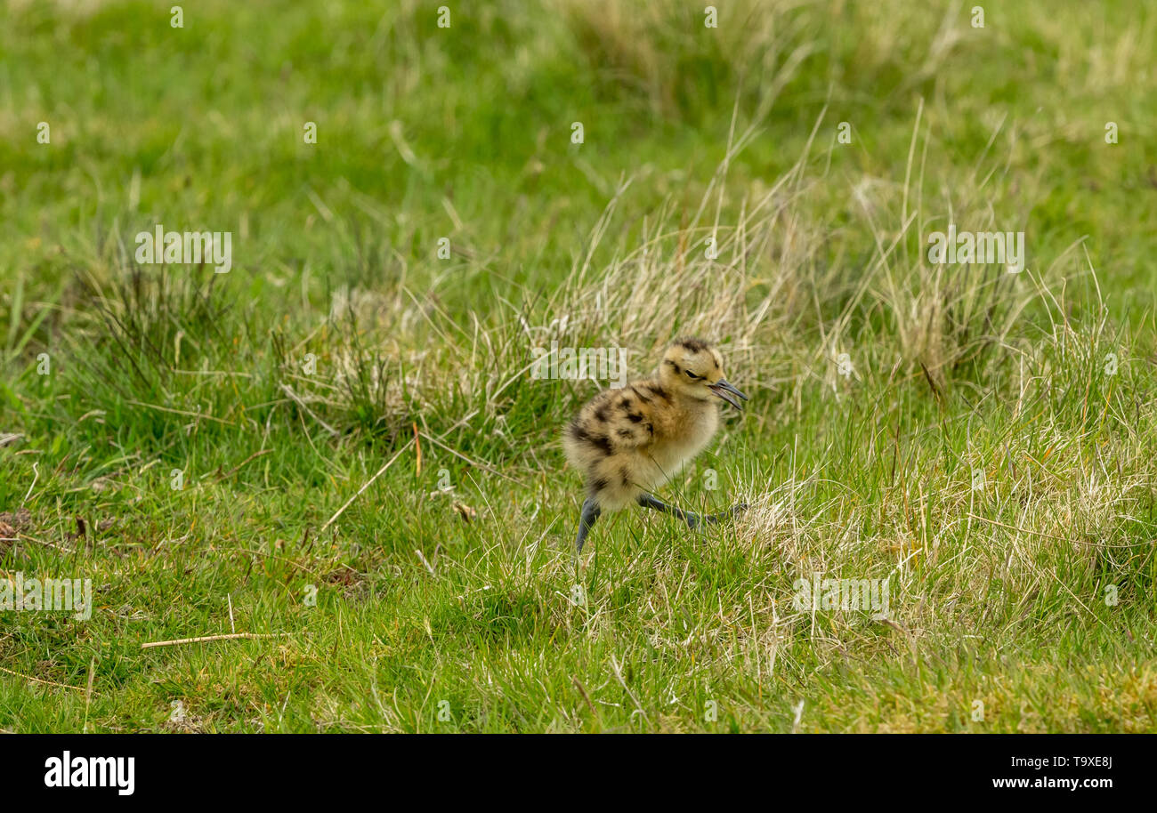 Curlew chick, Scientific name: Numenius arquata) newly hatched curlew ...