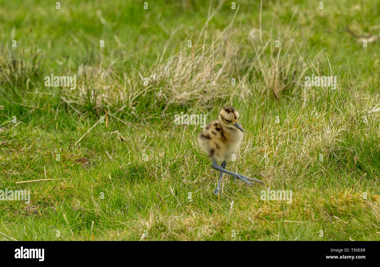 Ground nesting birds hi-res stock photography and images - Alamy