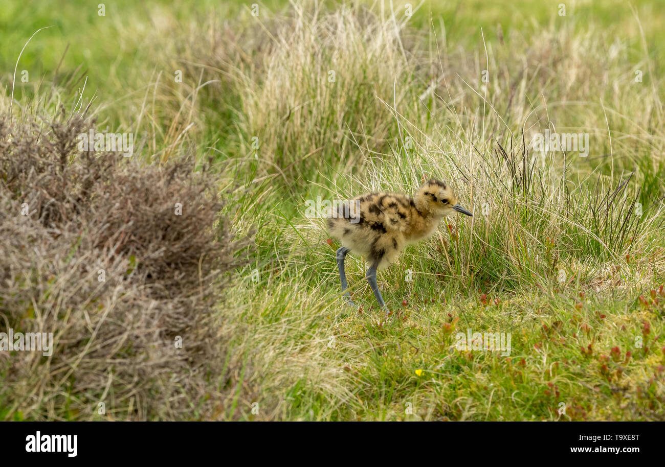 Curlew chick, Scientific name: Numenius arquata) newly hatched curlew ...