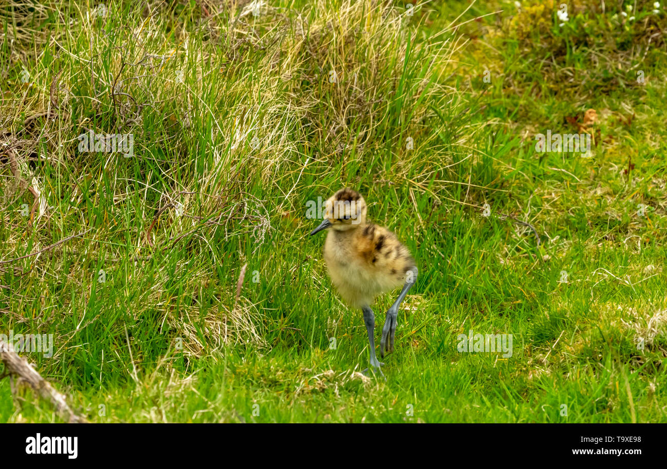 Curlew chick, Scientific name: Numenius arquata) newly hatched curlew ...