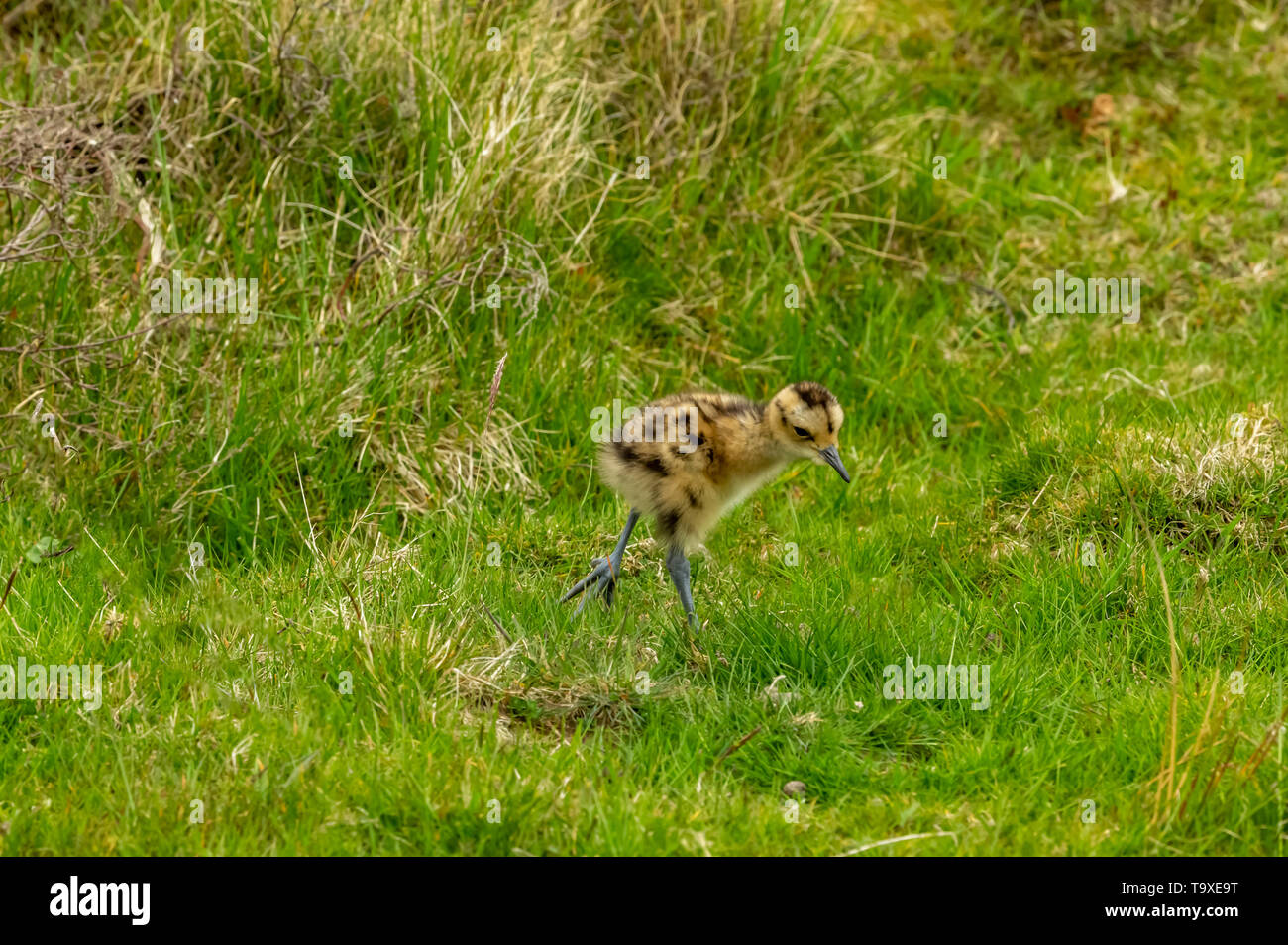 Baby magpies hi-res stock photography and images - Alamy
