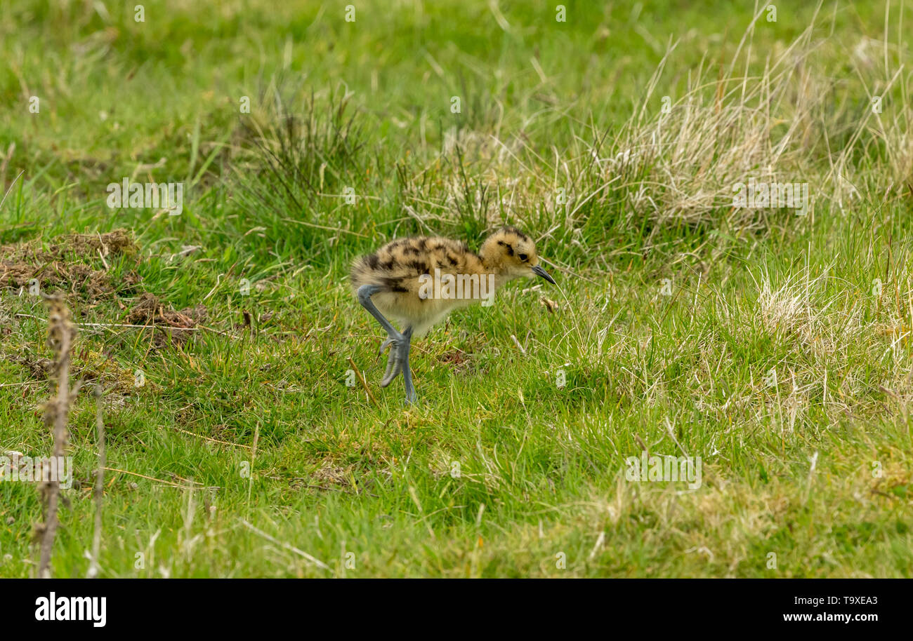 Ground nesting birds hi-res stock photography and images - Alamy