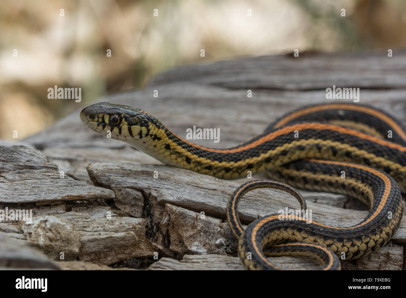 Plains Gartersnake (Thamnophis radix) from Broomfield County, Colorado ...
