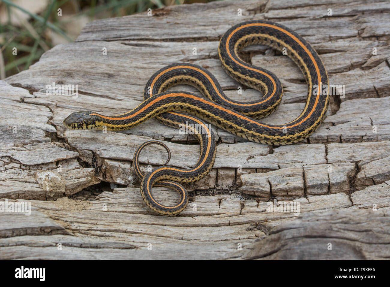 Plains Gartersnake (Thamnophis radix) from Broomfield County, Colorado ...