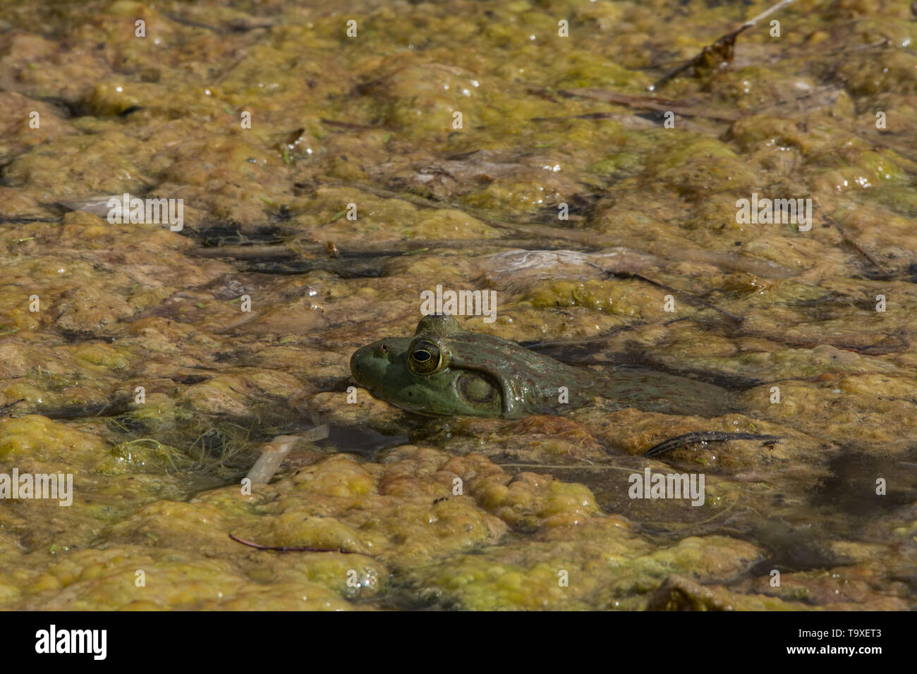 An adult female American Bullfrog (Lithobates catesbeianus) from ...