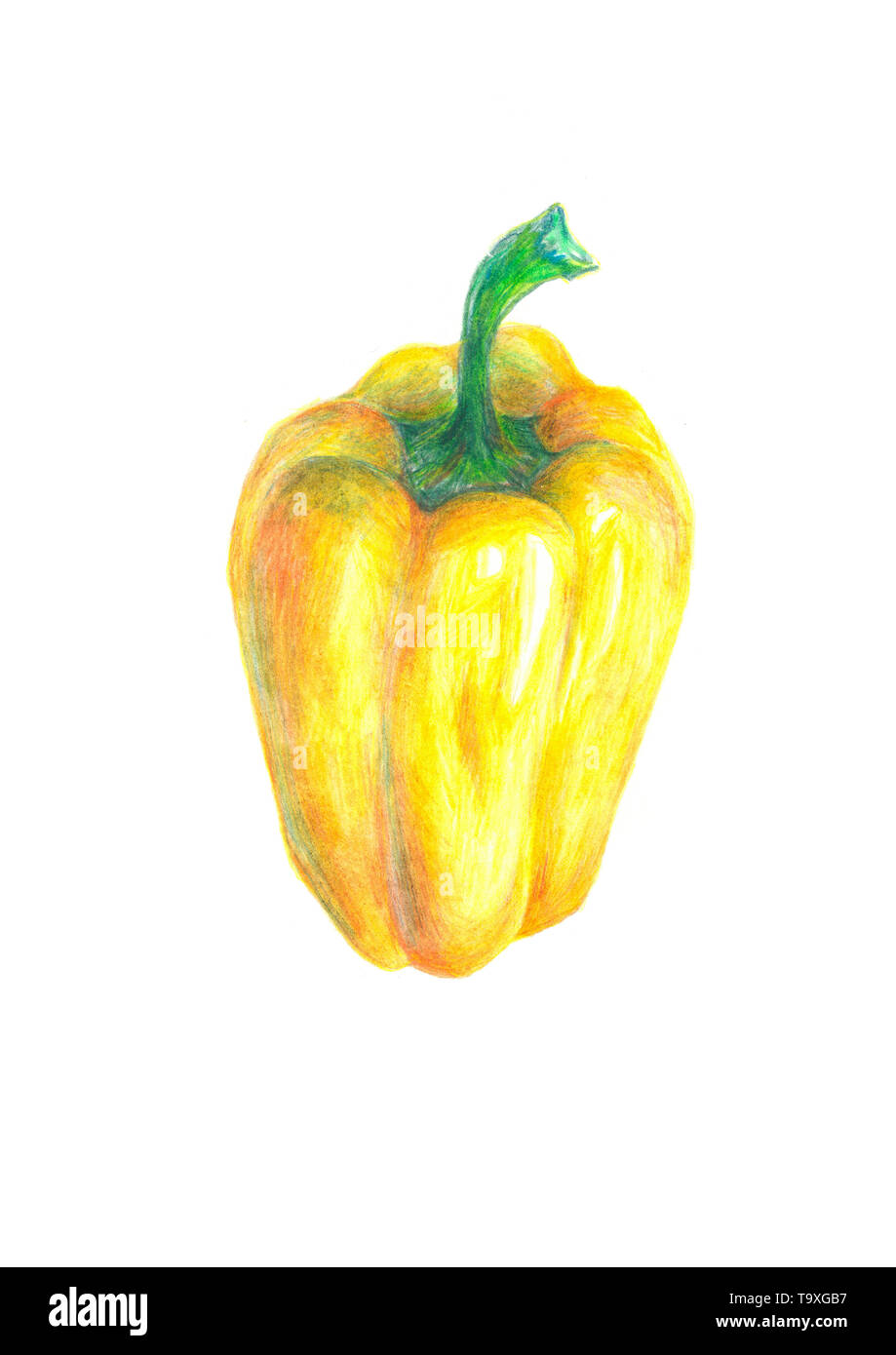 Beautiful yellow pepper. Color pencil drawing. Fresh vegetables Stock ...